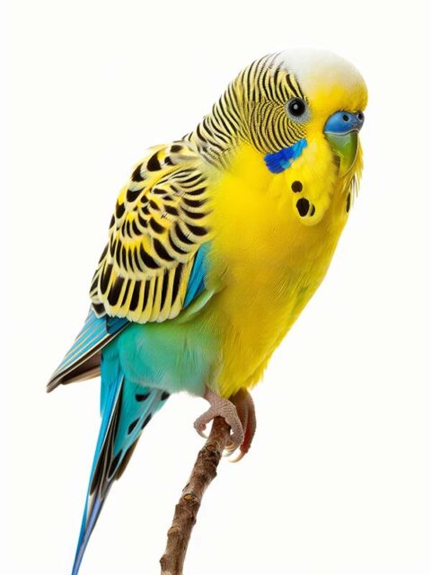 Parakeets and Parrots Worldwide | Comprehensive Guide to Parakeets and ... Parakeets and Parrots Worldwide | Comprehensive Guide to Parakeets and ...